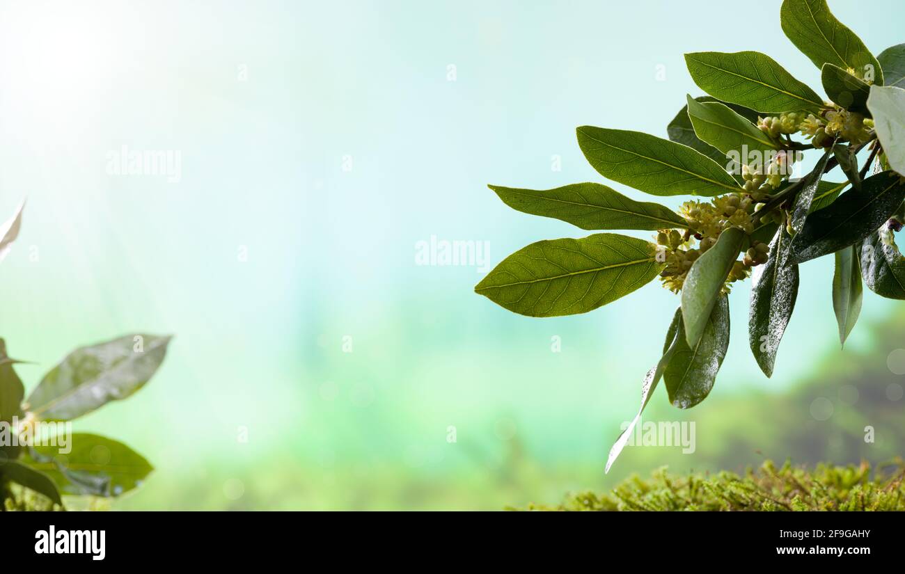 Daphne tree hi-res stock photography and images - Alamy
