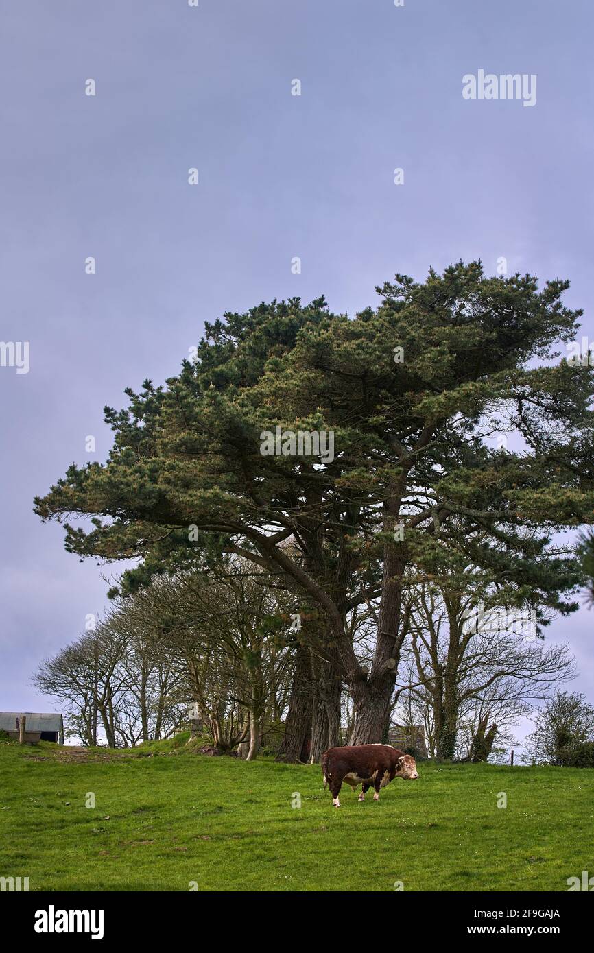 Irish bull grazing in freedom field. animal defend Stock Photo - Alamy