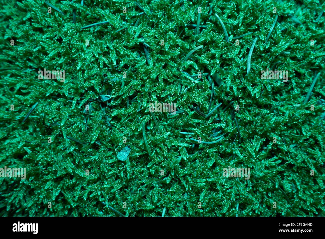 A top view of green moss on the ground Stock Photo - Alamy