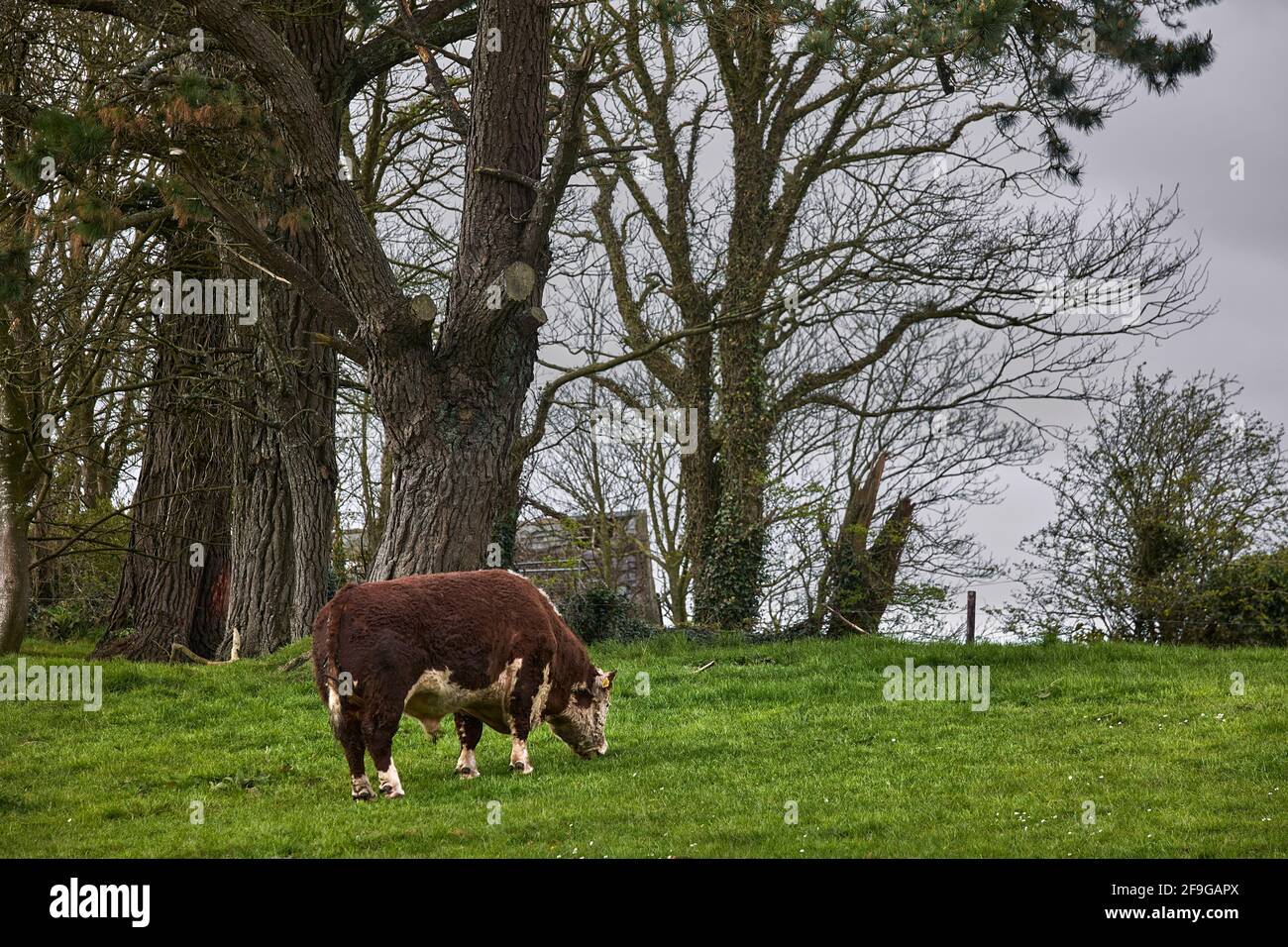 Irish bull grazing in freedom field. animal defend Stock Photo - Alamy