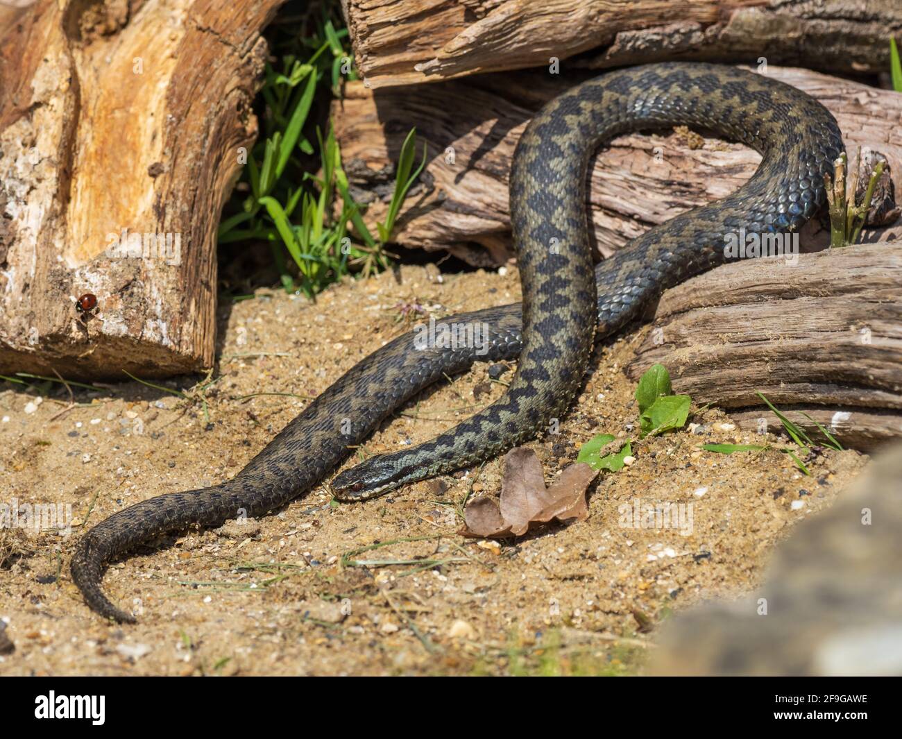 Adder Snake. Coiled. Basking Stock Photo - Alamy
