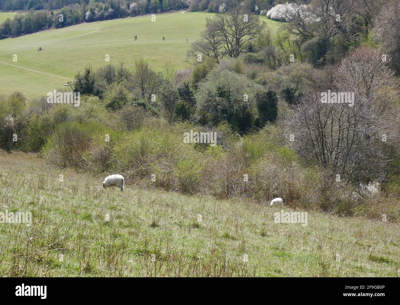 Farthing downs coulsdon hi-res stock photography and images - Alamy