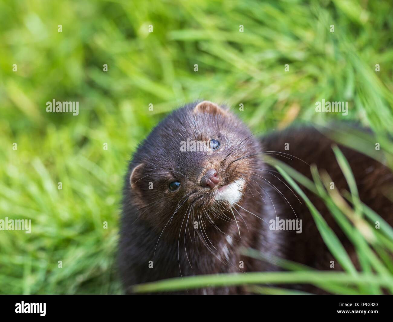 Mink head hi-res stock photography and images - Alamy