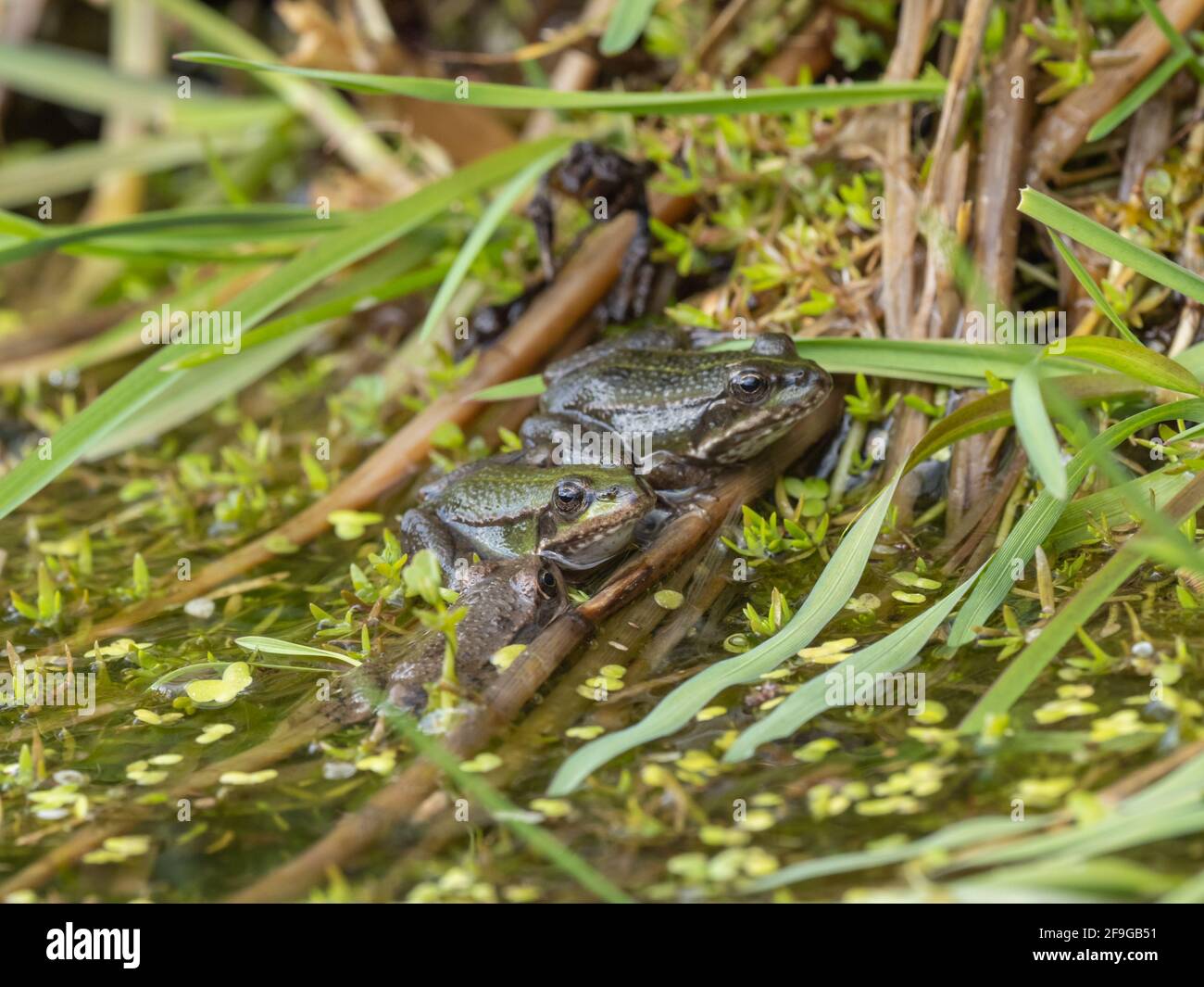 Juvenile Marsh Frog by a Pond Stock Photo - Alamy