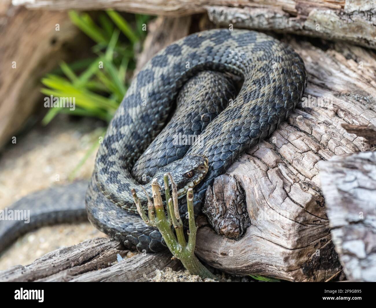 Adder Snake. Coiled. Basking Stock Photo - Alamy