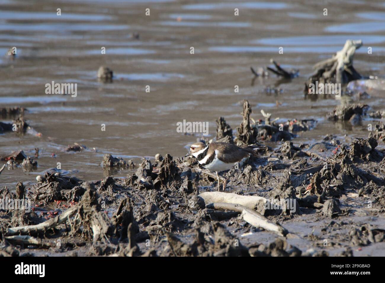 Kildeer bird hi-res stock photography and images - Alamy