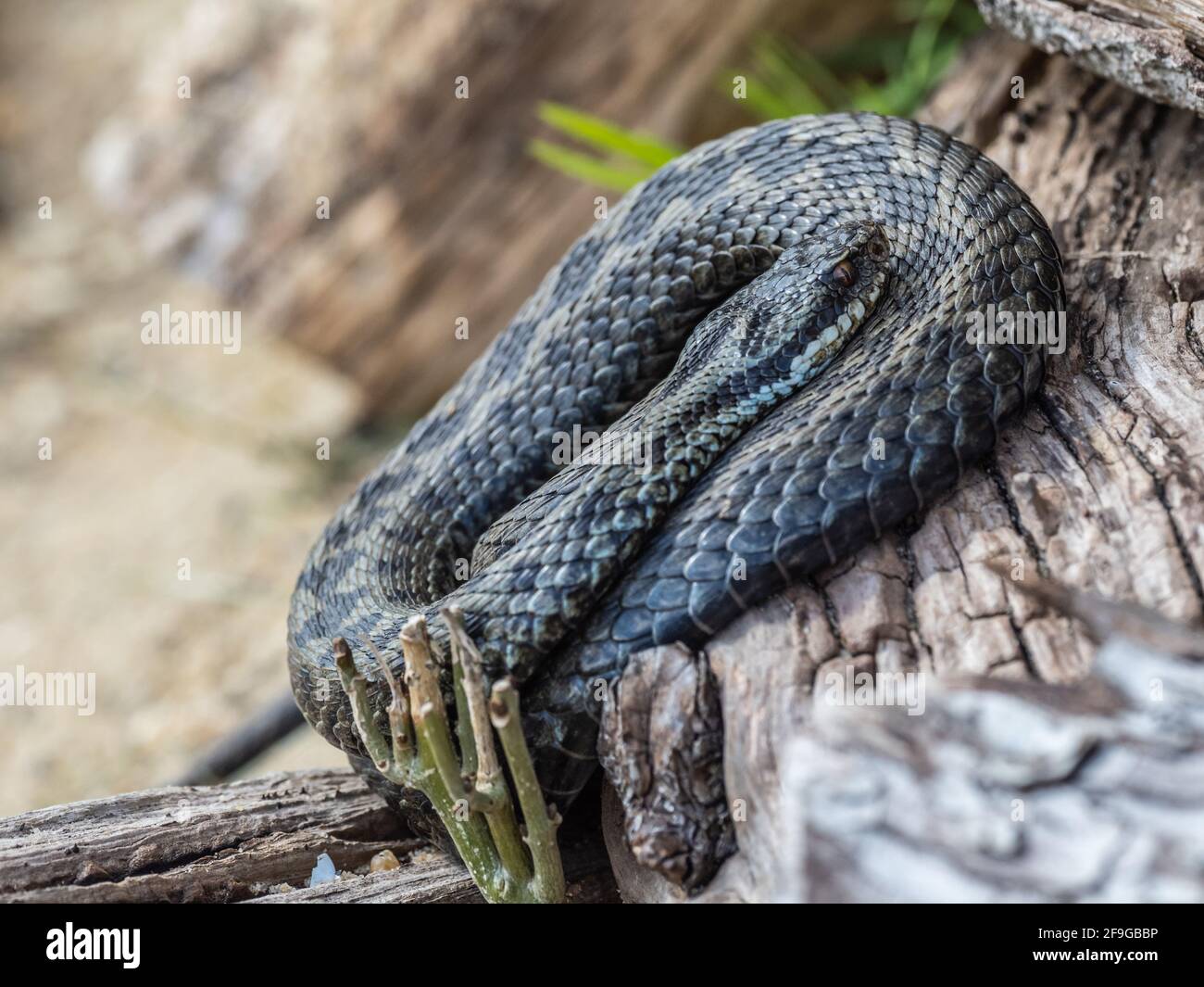Two Adder Snakes. Coiled. Basking Stock Photo - Alamy