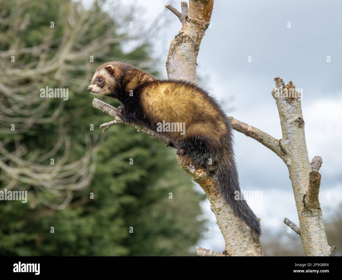 Captive polecat sitting on a branch Stock Photo - Alamy