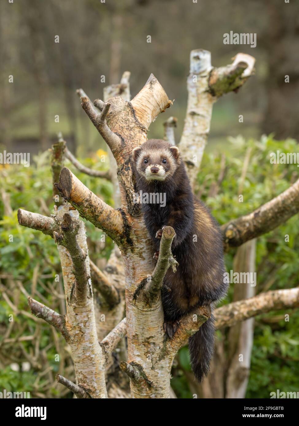 Captive polecat sitting on a branch Stock Photo - Alamy