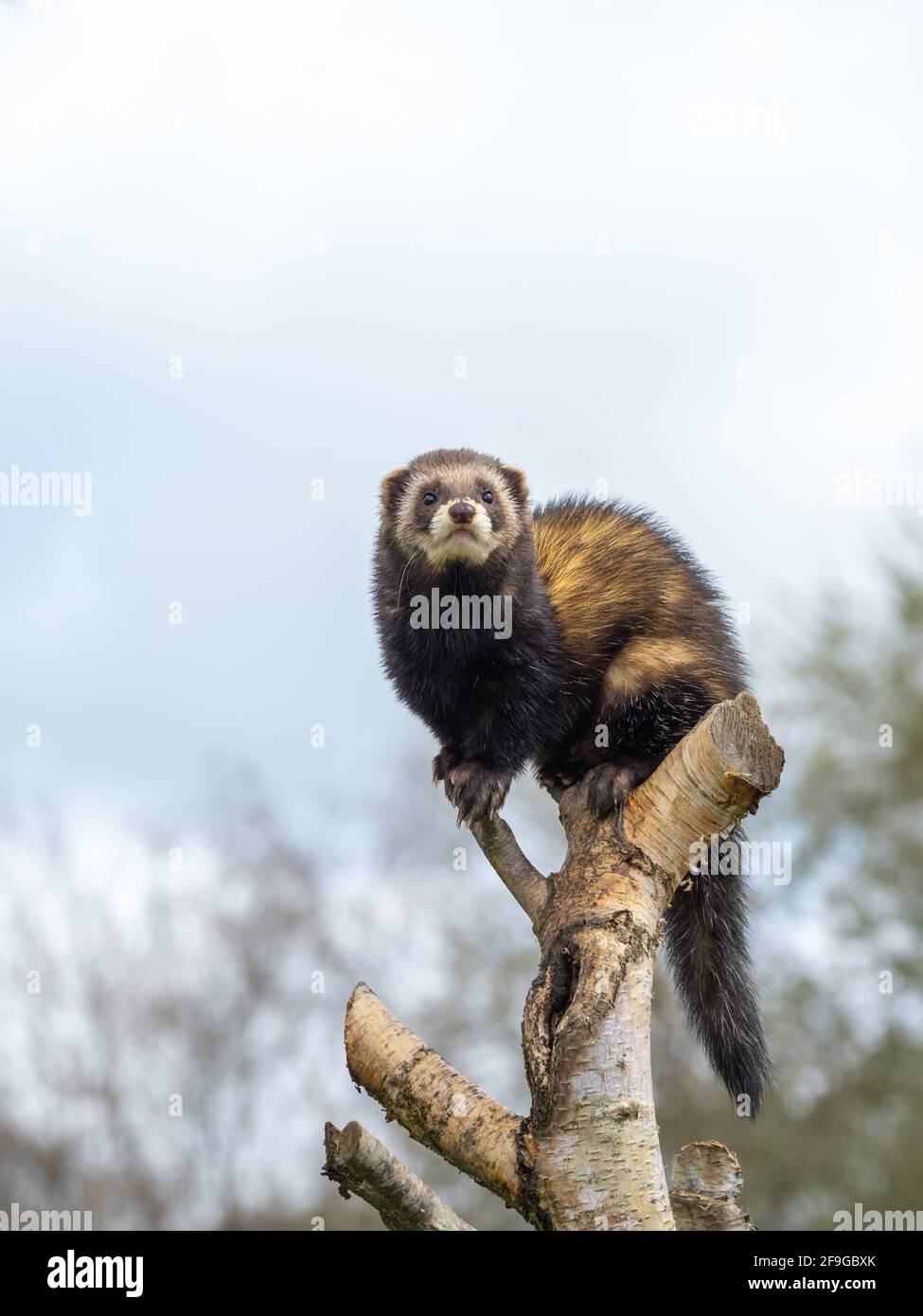 Captive polecat sitting on a branch Stock Photo - Alamy