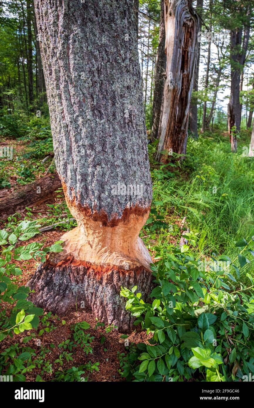 Beavers at work on the bank of the East Branch of the Swift River in ...