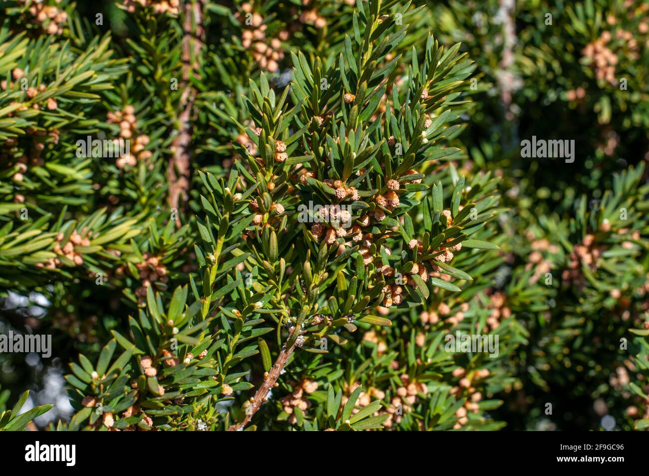 Common yew taxus baccata male hi-res stock photography and images - Alamy