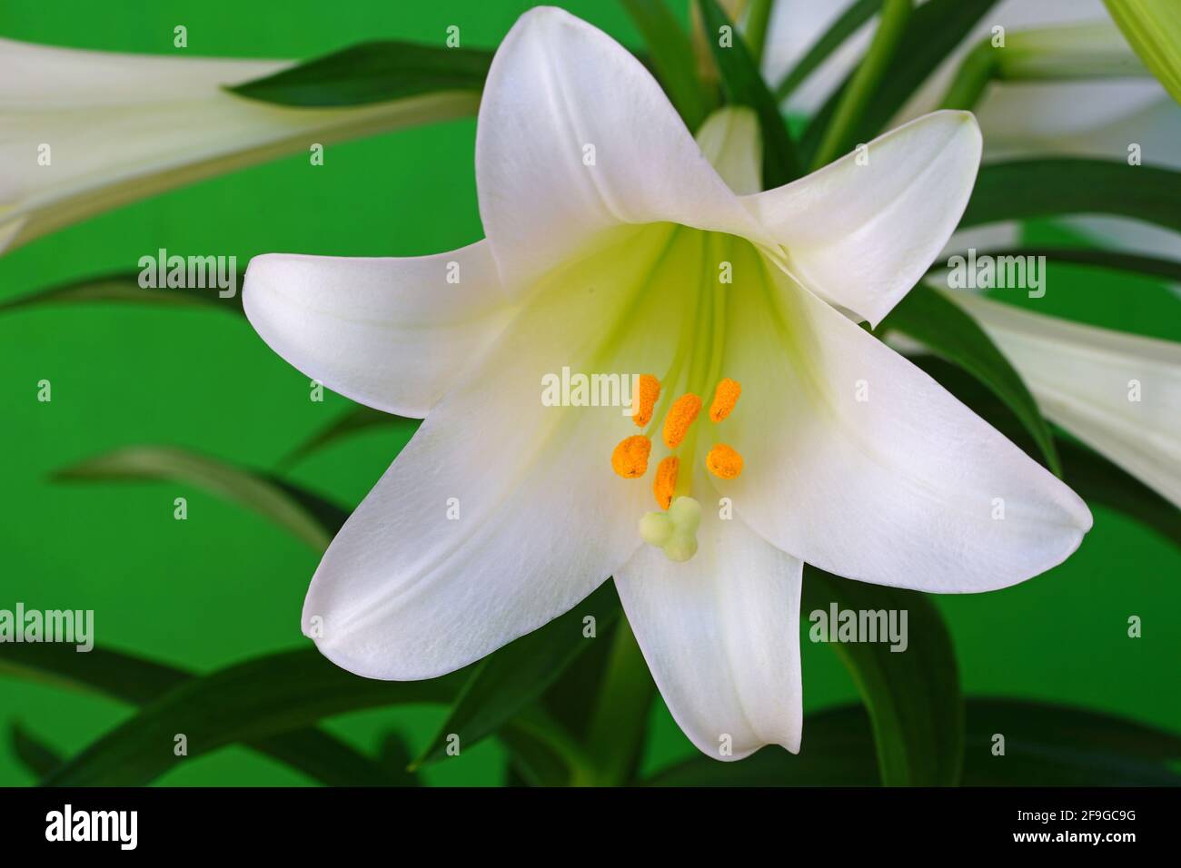 Fragrant white and yellow trumpet flowers of Easter Lily flowers ...