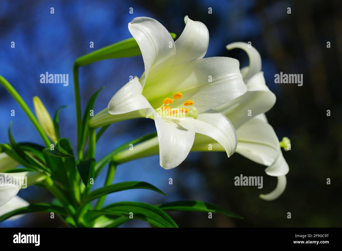 Fragrant white and yellow trumpet flowers of Easter Lily flowers ...