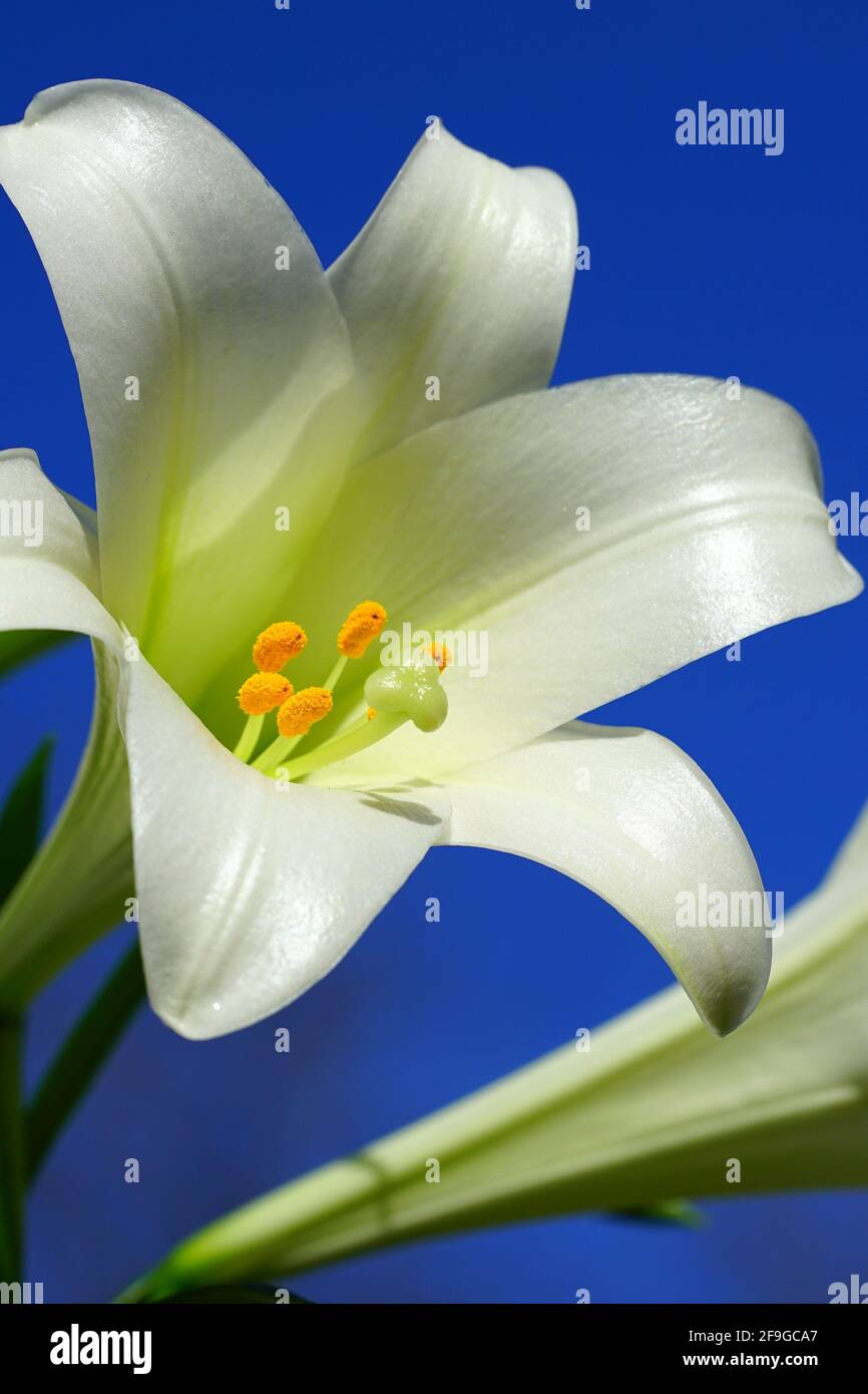 Fragrant white and yellow trumpet flowers of Easter Lily flowers ...