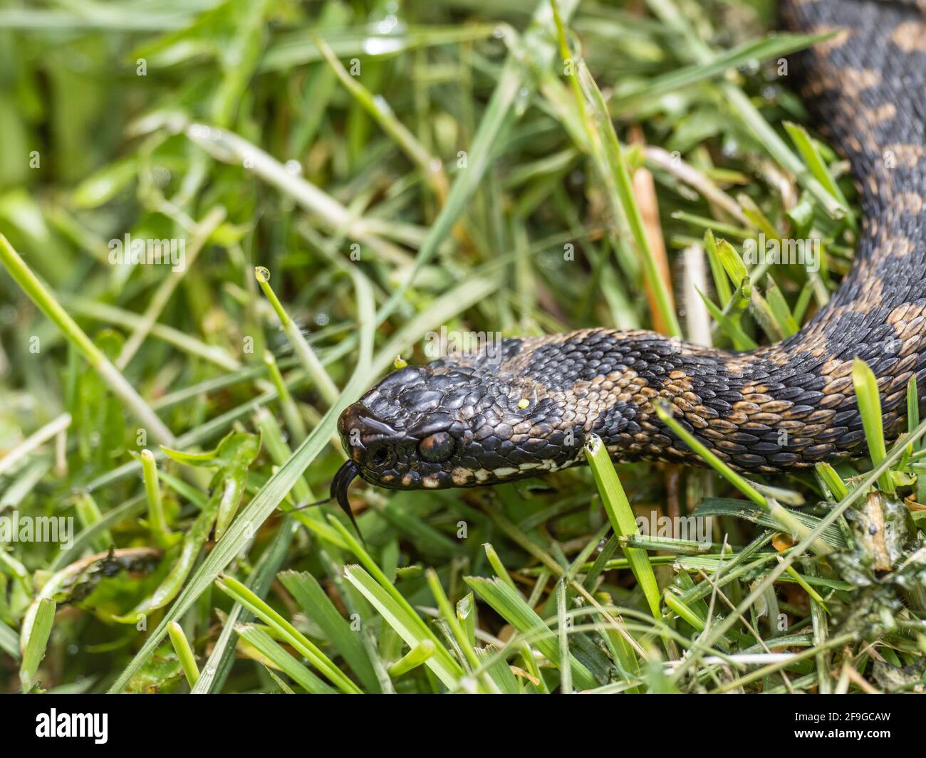 Close-up of Adder with its Tongue out Stock Photo - Alamy
