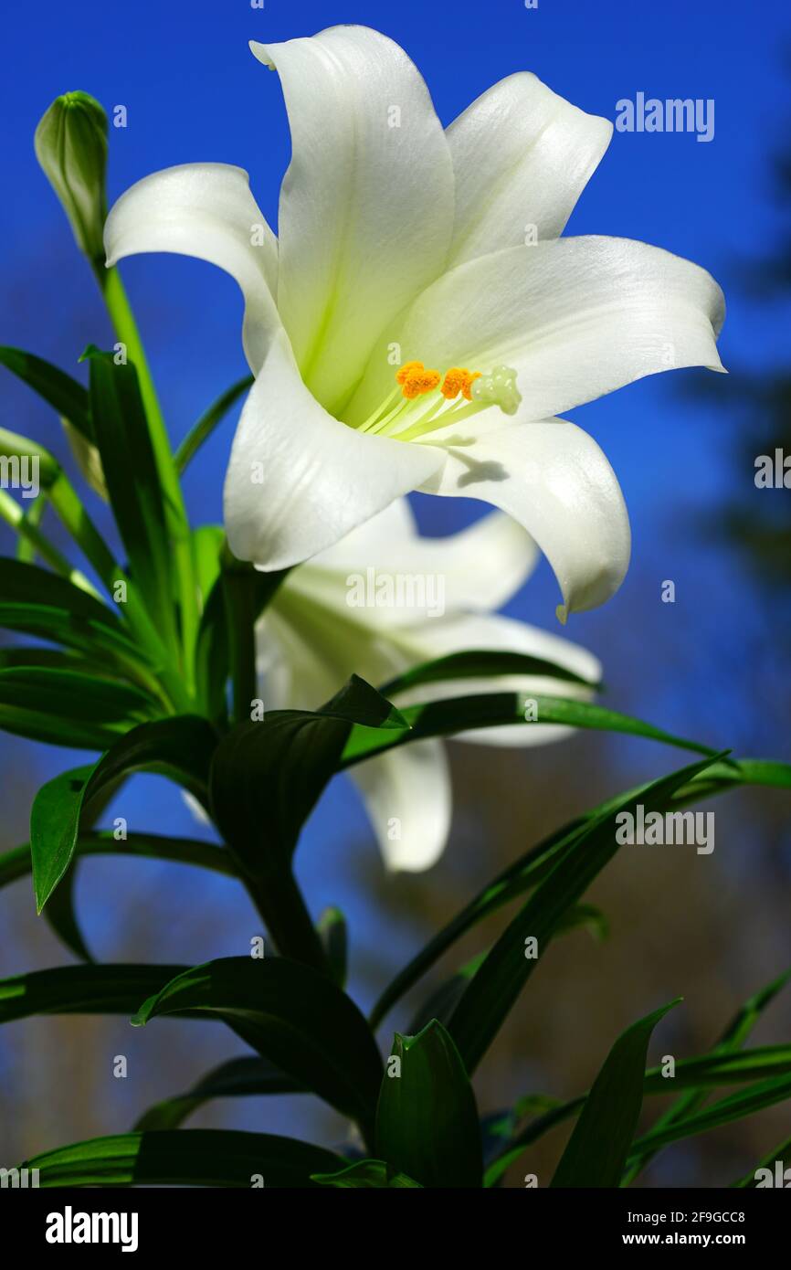 Fragrant white and yellow trumpet flowers of Easter Lily flowers ...
