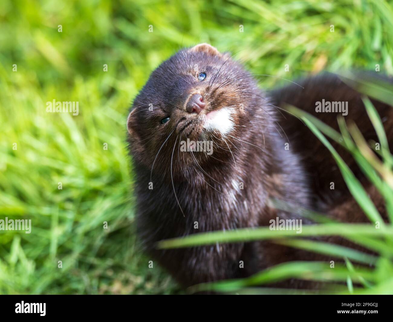 Mink head hi-res stock photography and images - Alamy