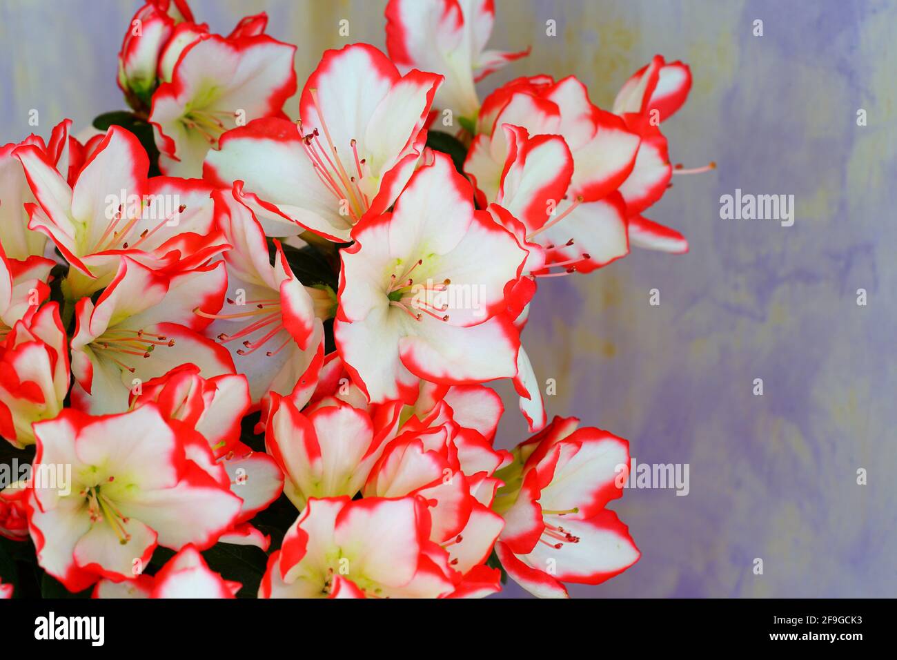 Bicolor azalea hi-res stock photography and images - Alamy