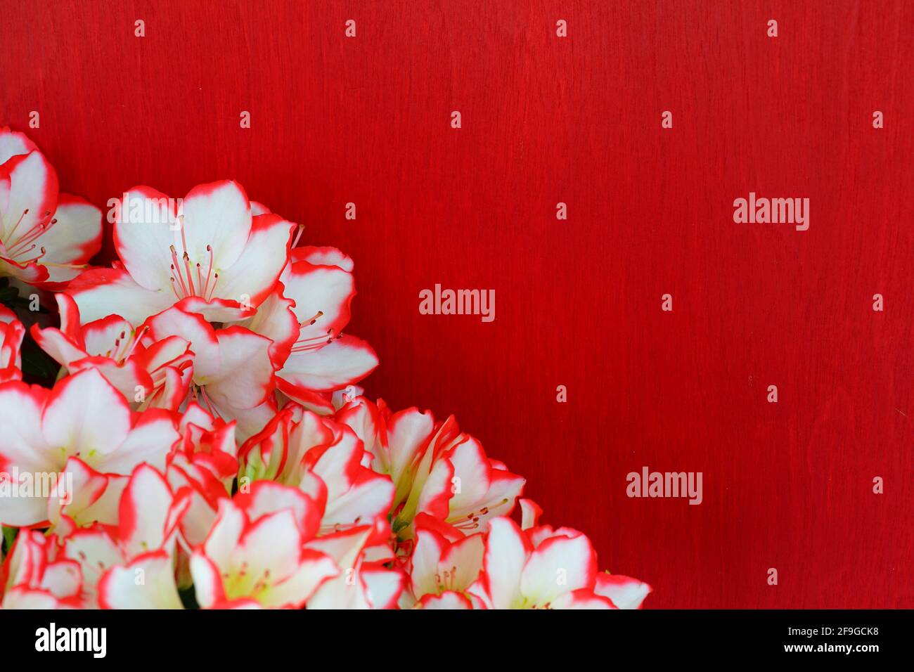 Bicolor azalea hi-res stock photography and images - Alamy