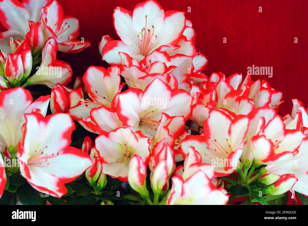 Bicolor azalea hi-res stock photography and images - Alamy