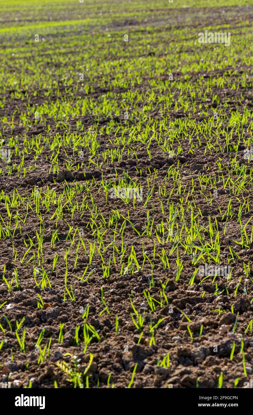 early growth of cereal crop Cambridgeshire Stock Photo - Alamy