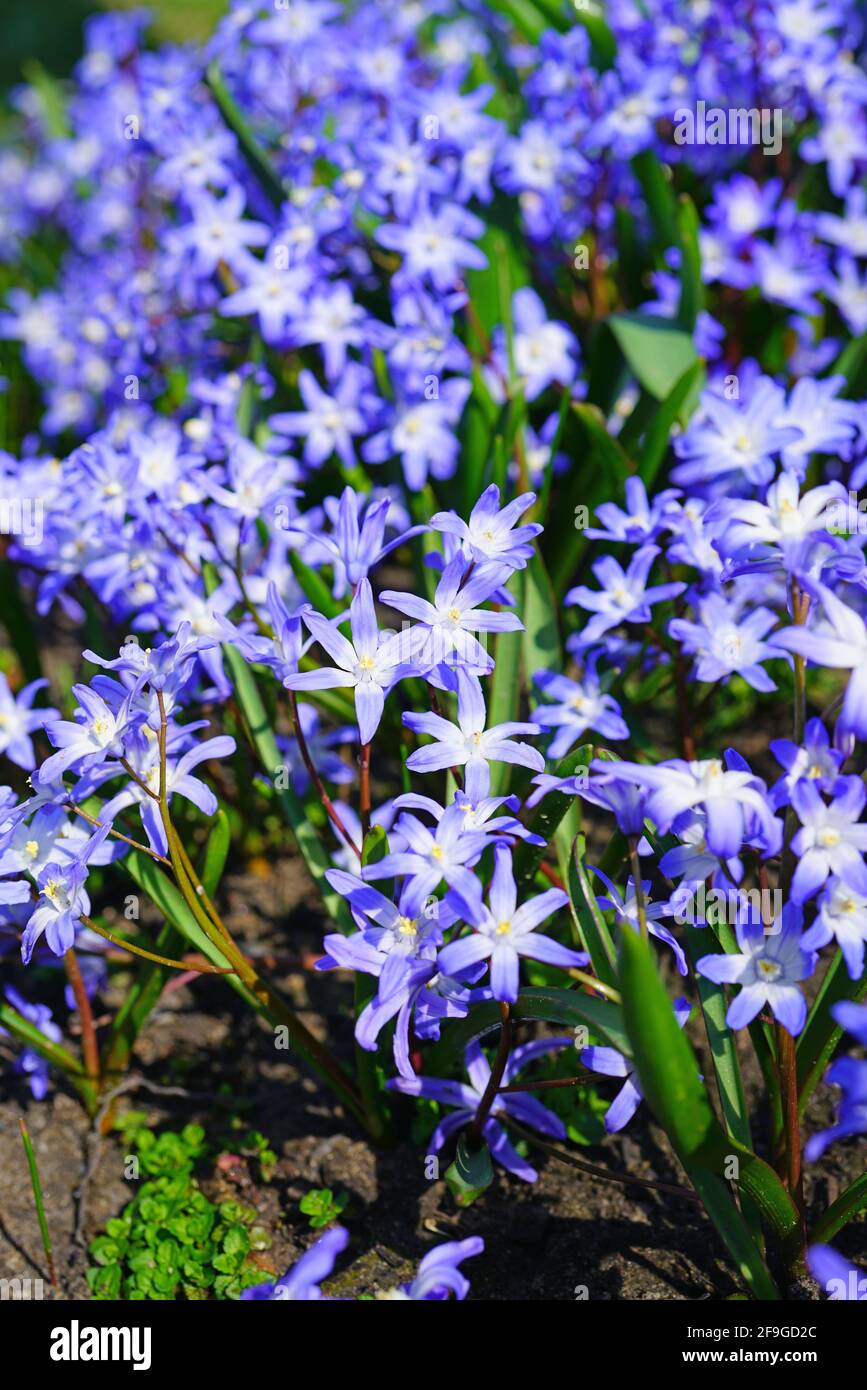 Purple scilla chionodoxa bulb flowers Stock Photo - Alamy