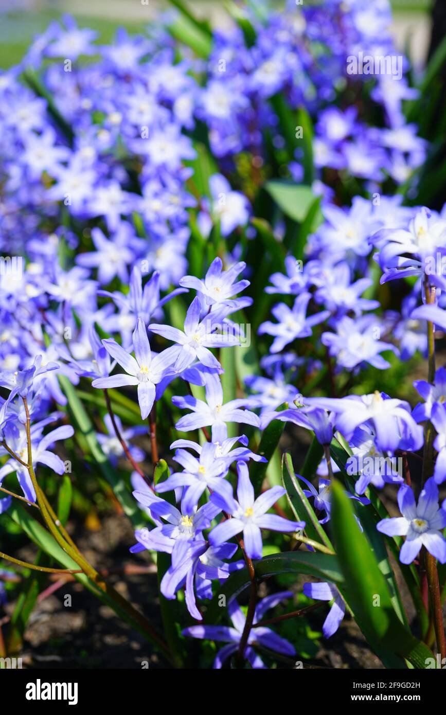 Purple scilla chionodoxa bulb flowers Stock Photo - Alamy
