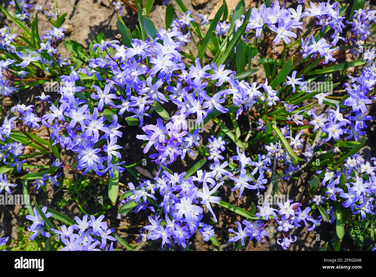 Purple scilla chionodoxa bulb flowers Stock Photo - Alamy