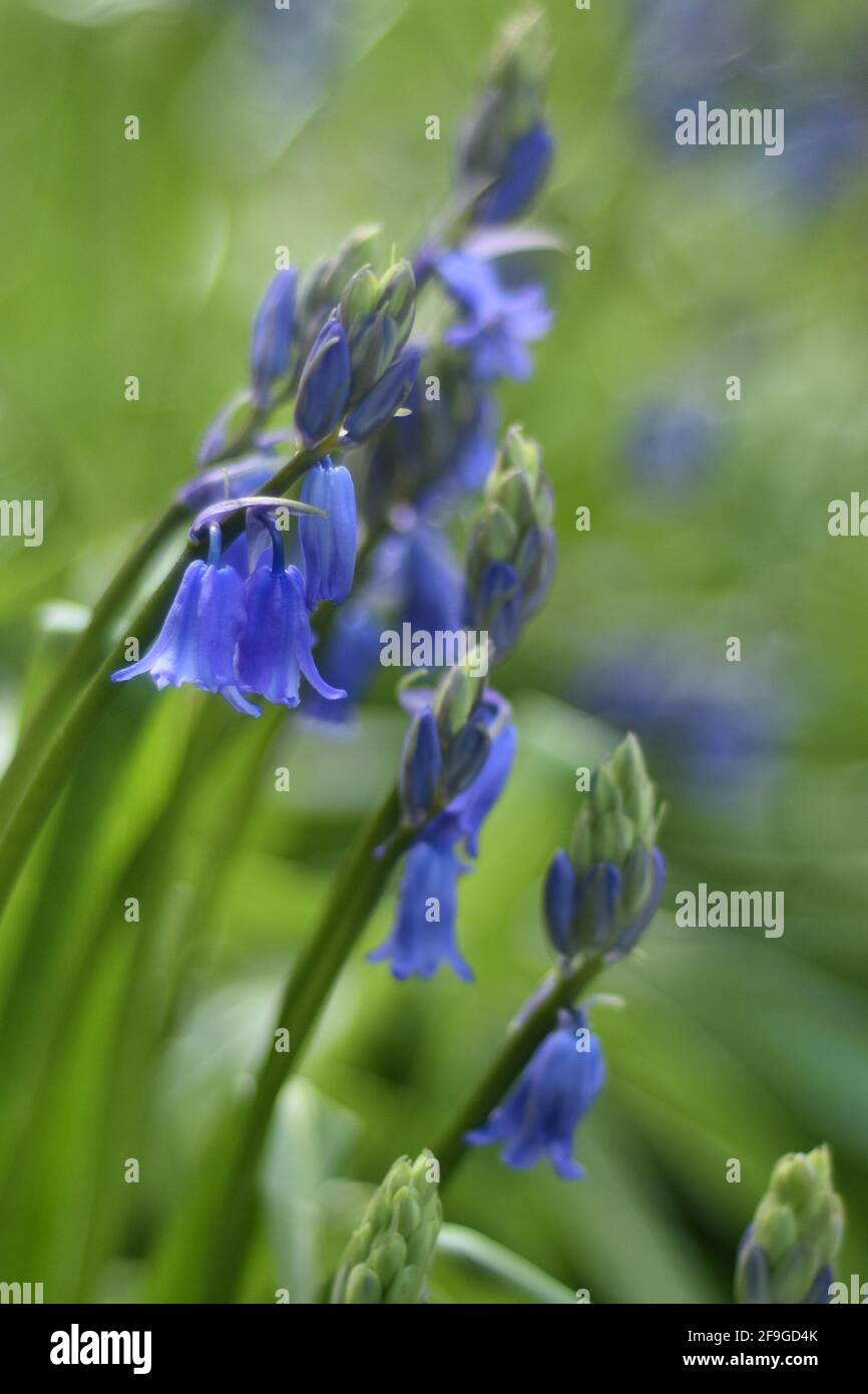 First bluebells budding in Unity Woods, Cornwall Stock Photo - Alamy