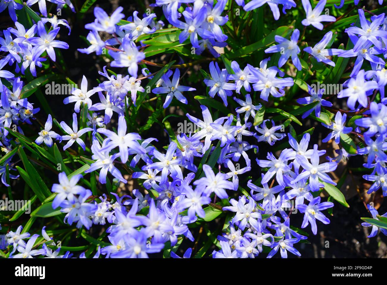 Purple scilla chionodoxa bulb flowers Stock Photo - Alamy