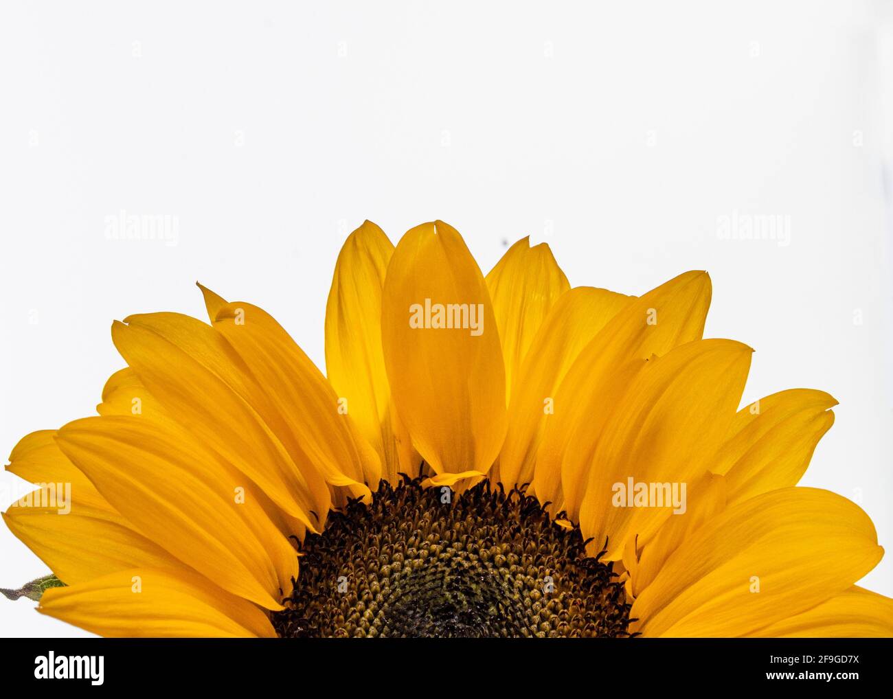 Upper half of a yellow sunflower isolated on white background ...
