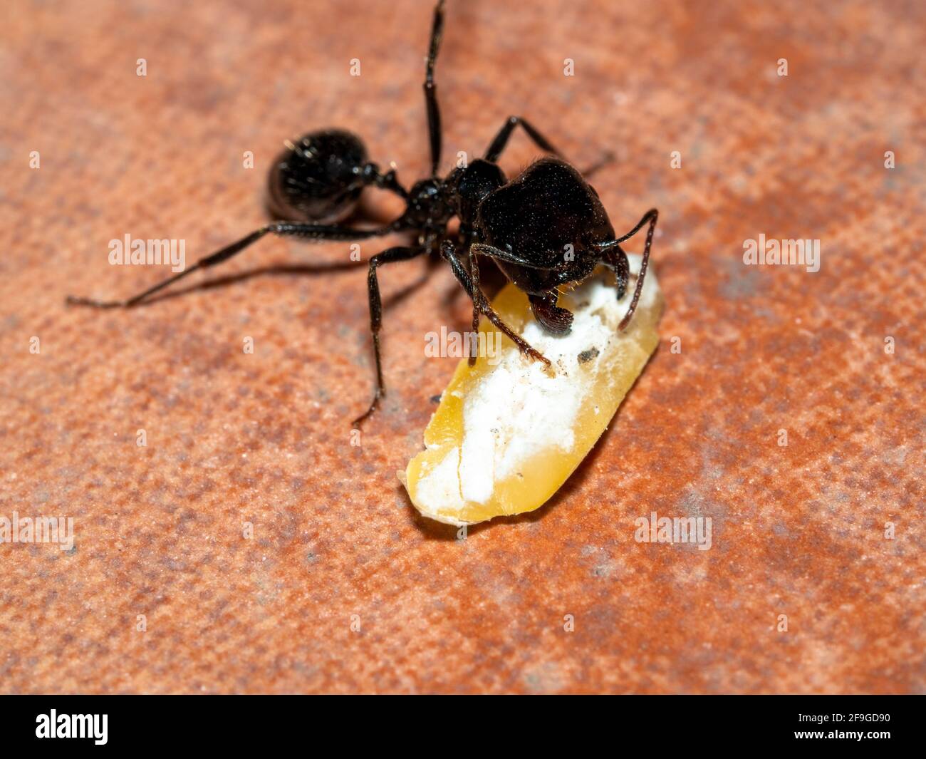 Surface grain rough table hi-res stock photography and images - Alamy