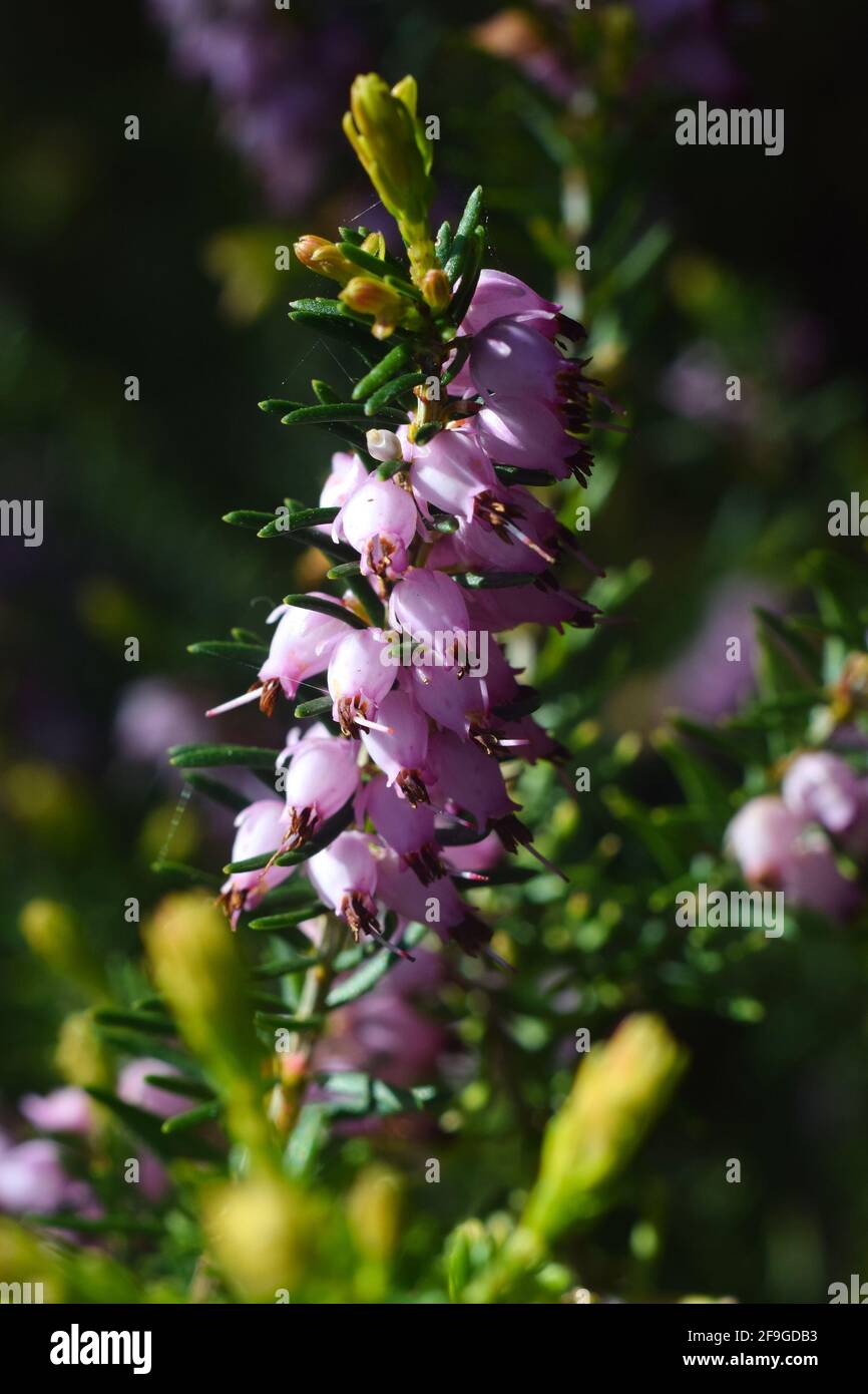 Cornish heath flower hi-res stock photography and images - Alamy