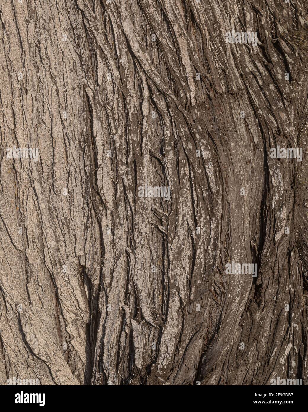 The bark the Monterey Cypress, Hesperocyparis macrocarpa, botanical ...