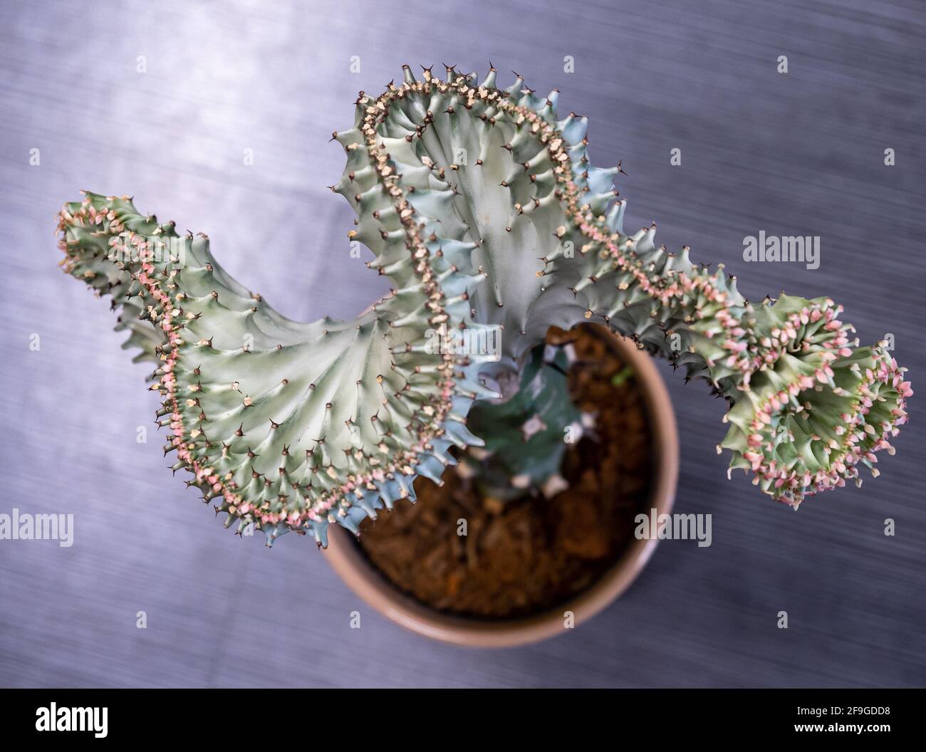 A top view of an euphorbia lactea cactus Stock Photo - Alamy