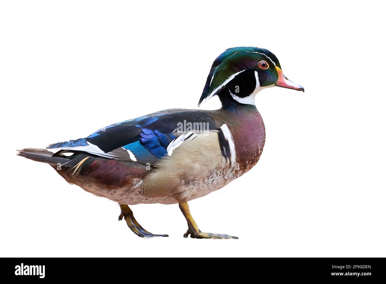 Wood duck isolated on white background (Aix sponsa). Carolina duck ...