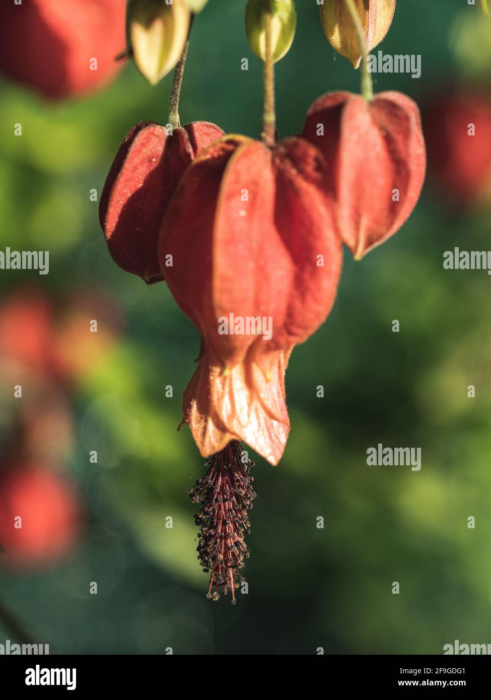 Callianthe plant hi-res stock photography and images - Alamy