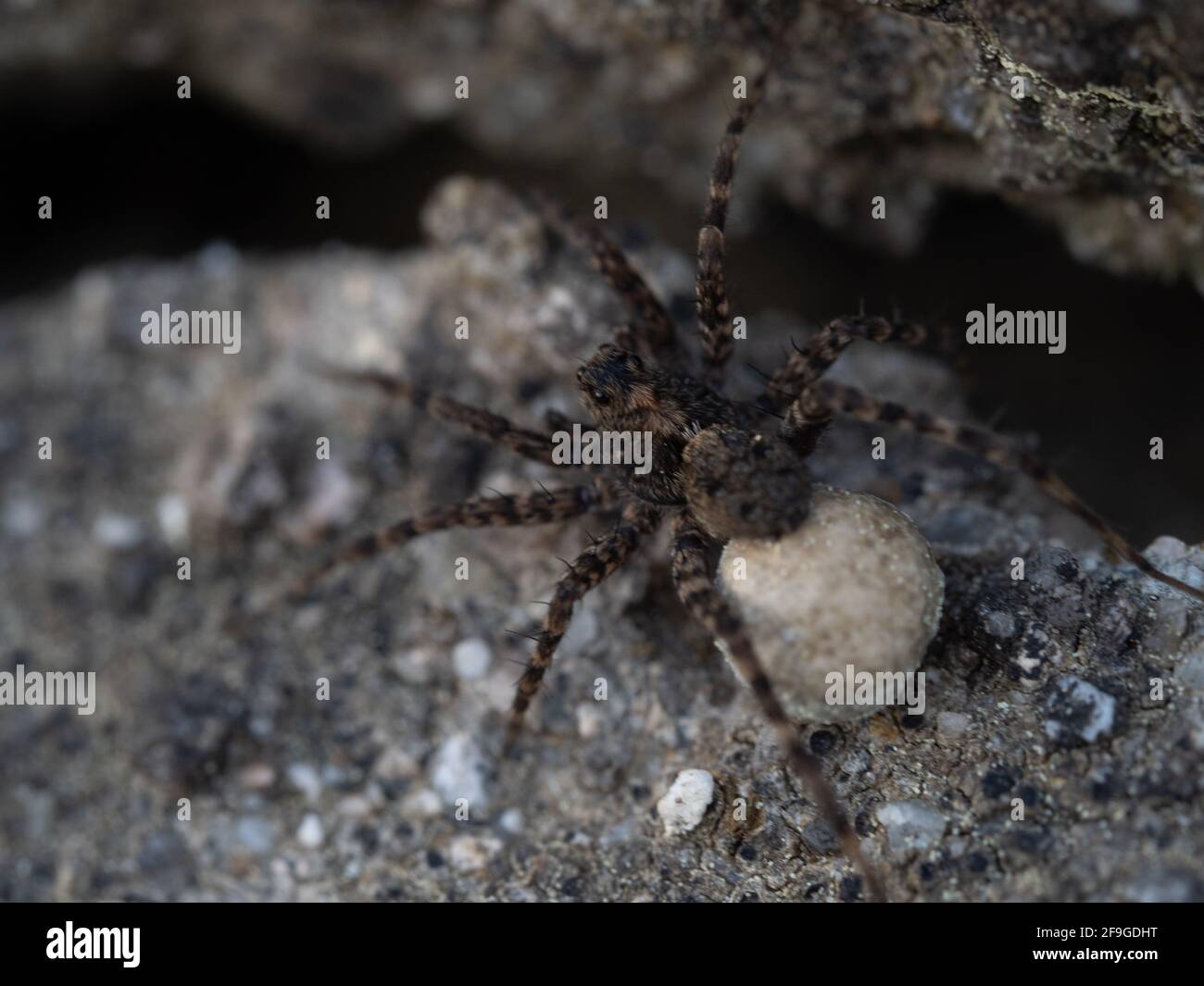 A selective focus of a swamp spider on stones Stock Photo - Alamy