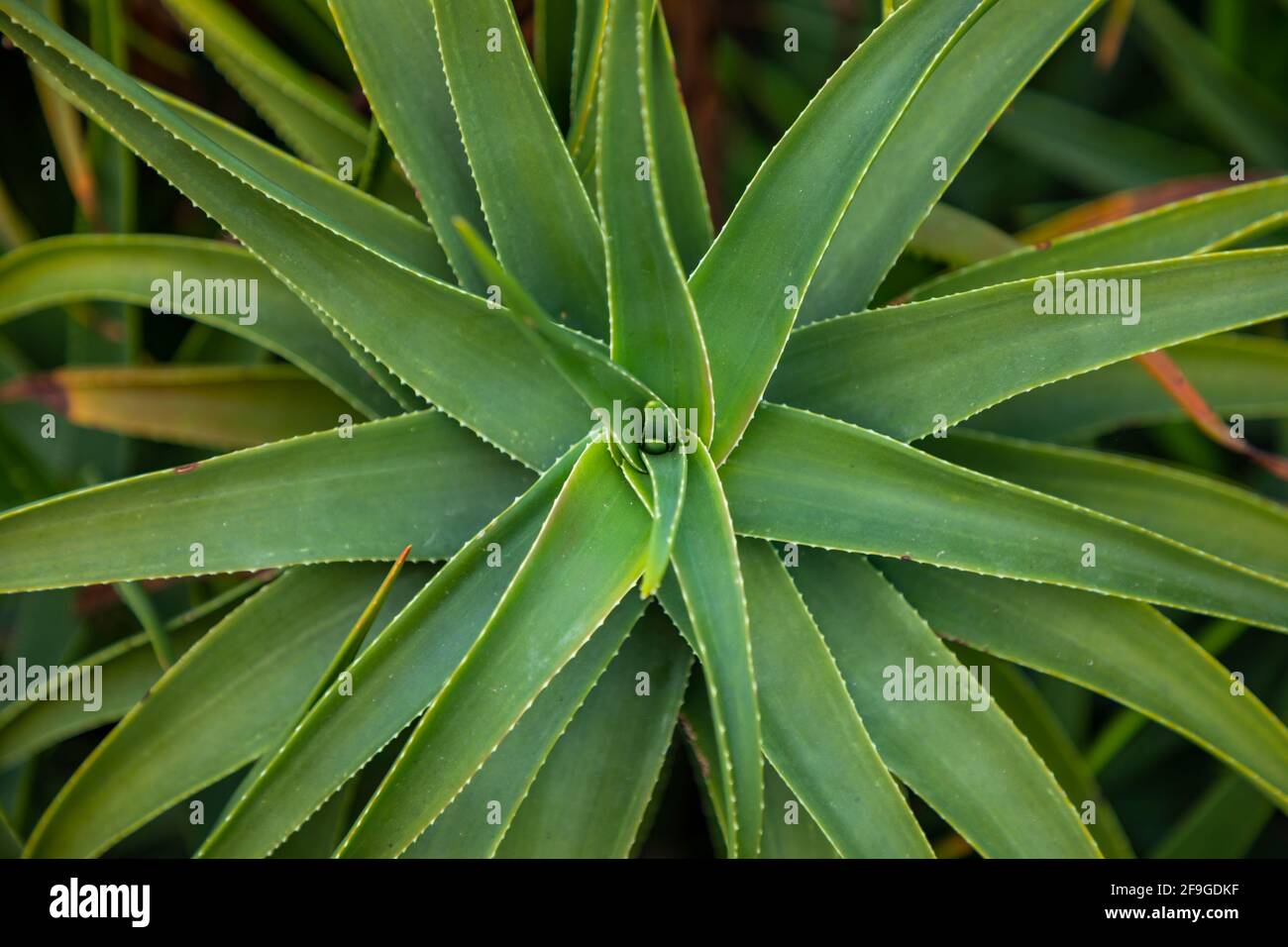 Succulent leaf pattern hi-res stock photography and images - Alamy