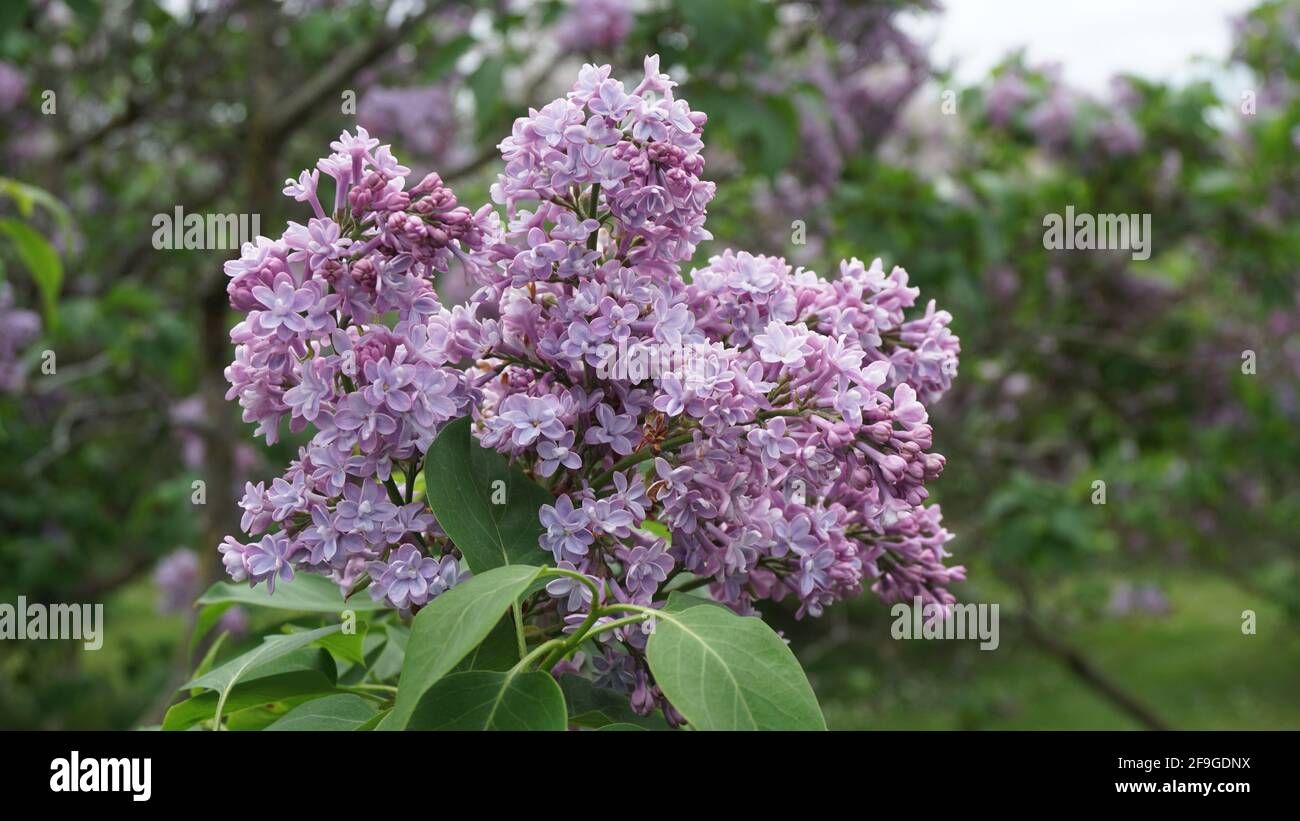 Closeup shot beautiful lilacs hi-res stock photography and images - Alamy