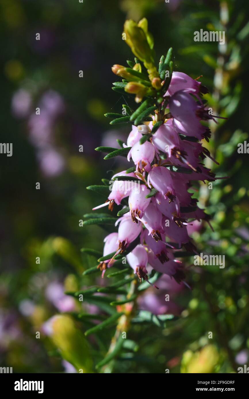 Cornish heath flower hi-res stock photography and images - Alamy