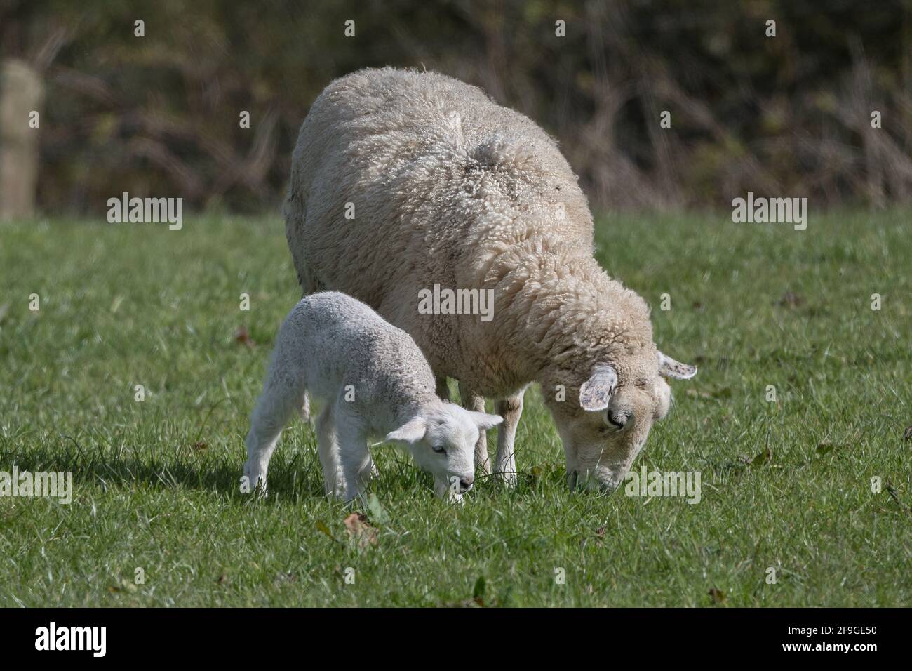 Mum teaching hi-res stock photography and images - Alamy