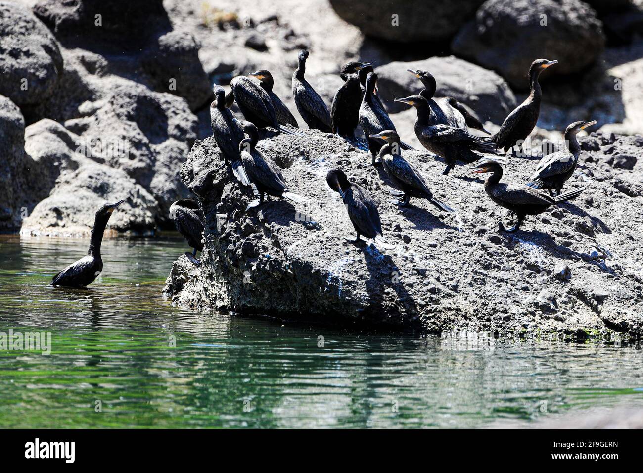 Ducks, a species of birds, perches on volcanic rock, black rock in the ...