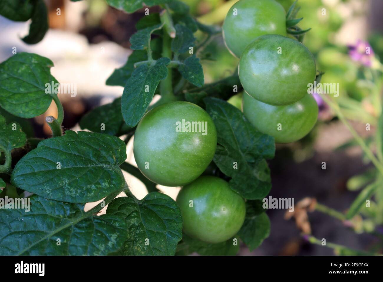 Baby green tomatoes on the vine Stock Photo - Alamy