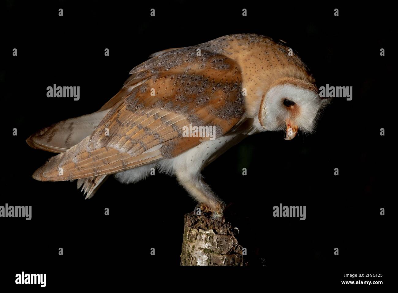 Portrait female barn owl hi-res stock photography and images - Alamy