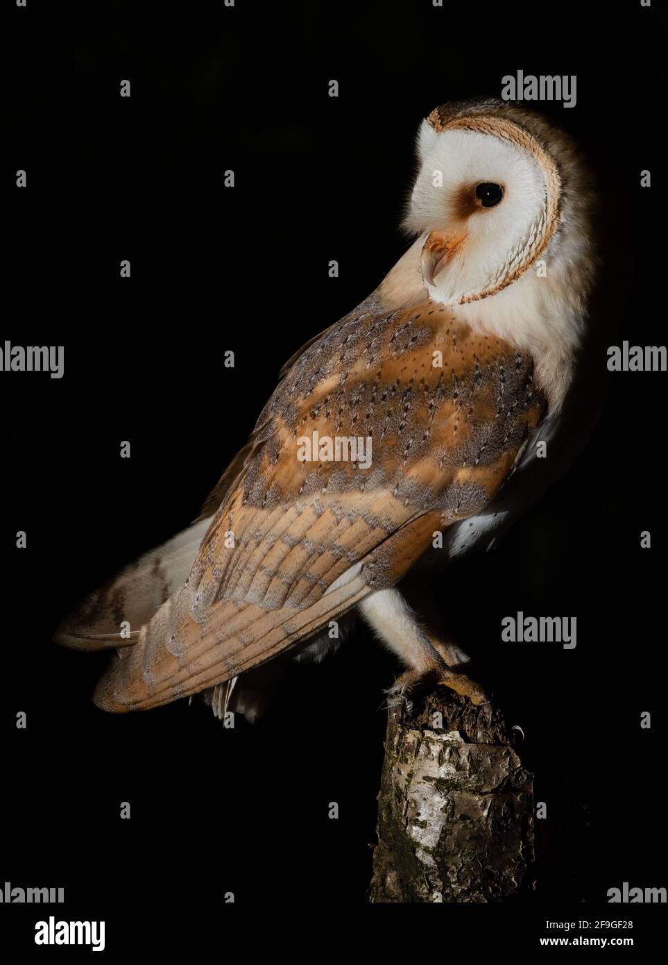 Portrait female barn owl hi-res stock photography and images - Alamy
