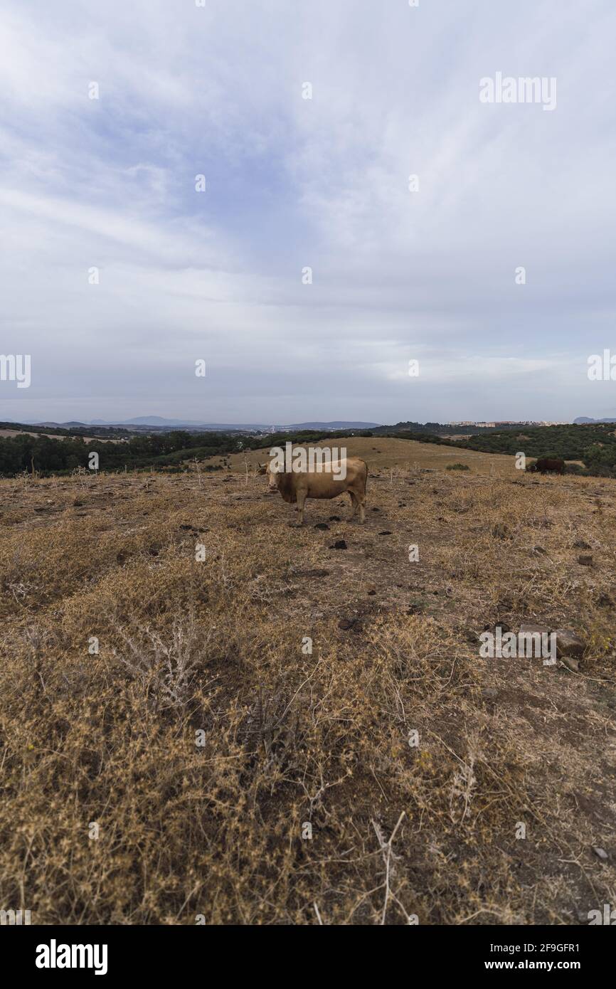 A wild cow in a meadow on a hill Stock Photo - Alamy