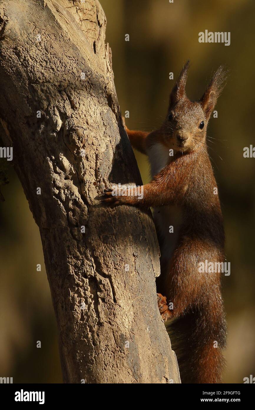 Red squirrel natural habitat hi-res stock photography and images - Alamy