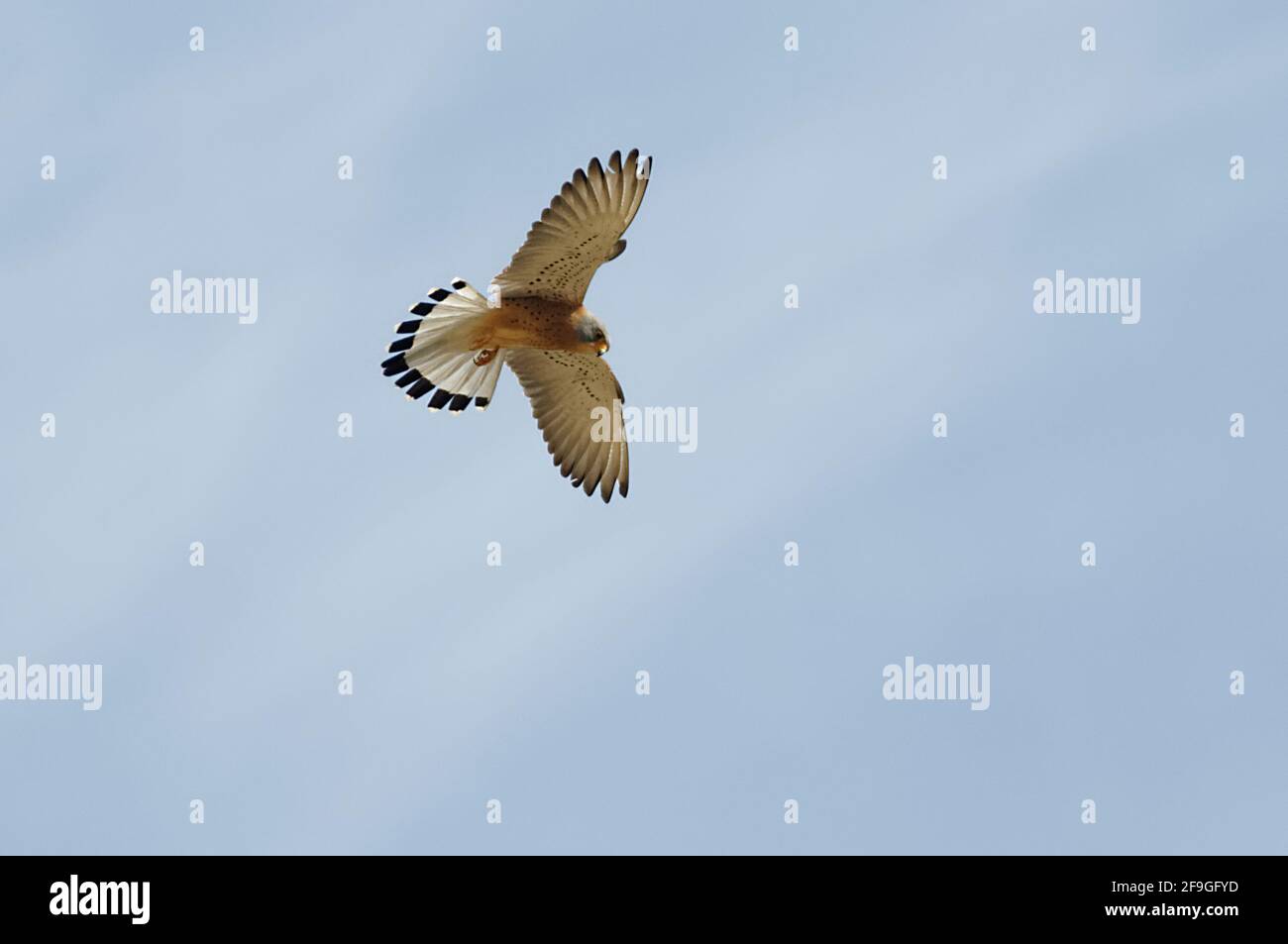 Male Lesser Kestrel (Falco naumanni Stock Photo - Alamy